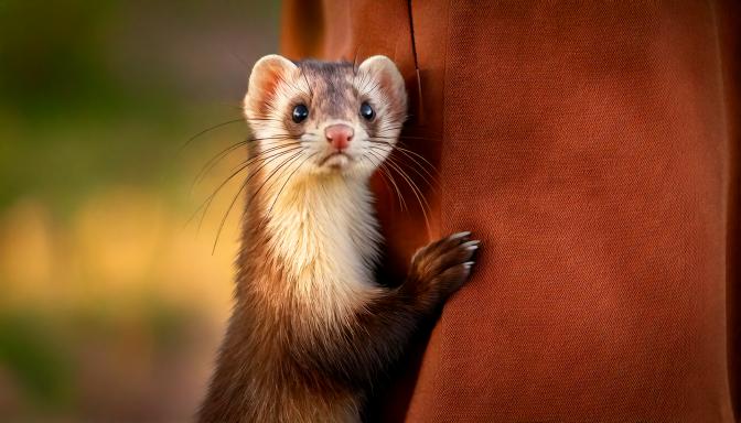 Weasels and Workrooms – The DNA of Stories